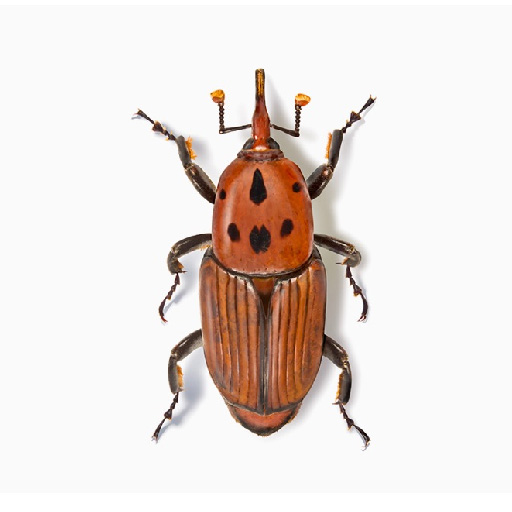 RED PALM WEEVIL - Sherwood Pesticide Trading